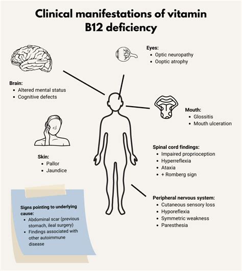 Vitamin B12 Deficiency Anemia Pathophysiology At Wade Turner Blog