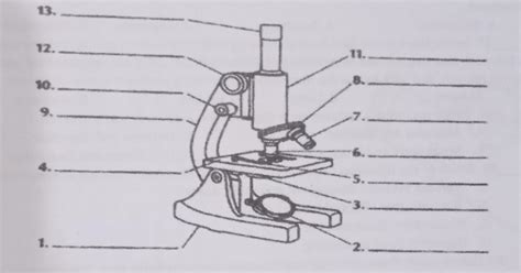 42 Compound Microscope Labeling