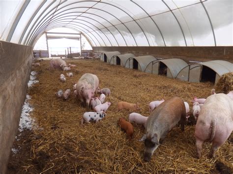 Farrowing Sows Need More Space Curiousfarmer