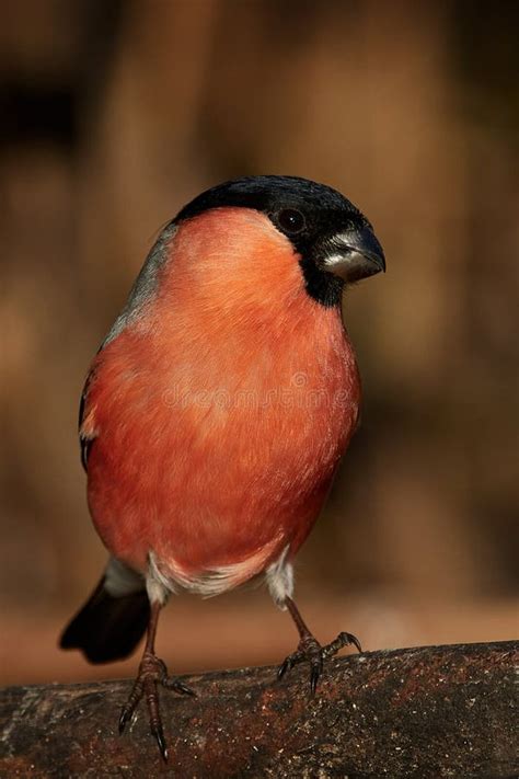 Eurasian Bullfinch Pyrrhula Pyrrhula Stock Image Image Of Nature