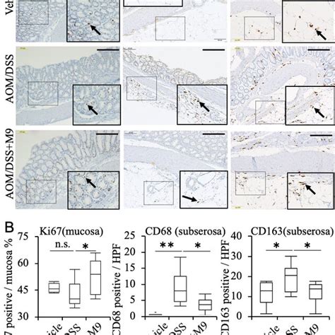 The Expression Of Selected Molecules In An Aom Dss Induced Mouse Model Download Scientific
