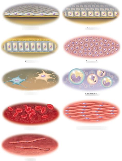 Cell Types Module 1 Diagram Quizlet