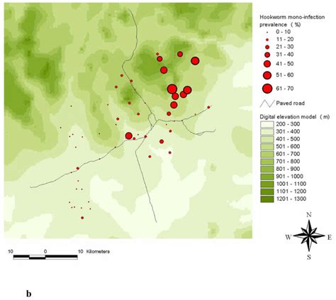 Distribution Of Hookworm Single Infections A And Hookworm