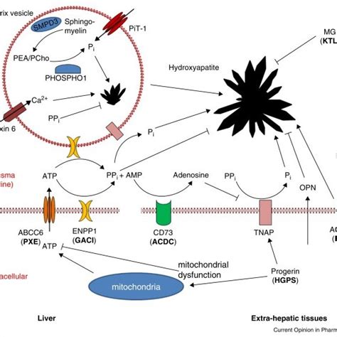 Diffuse Arterial Calcifications Visualized By Ct Scan In The Lower Limb