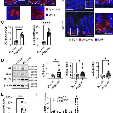 Restored Expression Of Phb2 During Loss Of Phb1 Restores Mitophagy