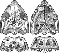 Cotylorhynchus Wikipedia