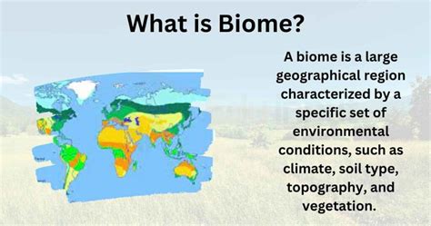 What Is Biome Definition Types Examples And Importance Biomes