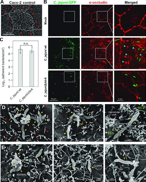 Scanning Electron And Fluorescence Microscopy Of Caco 2 Cells Before Download Scientific