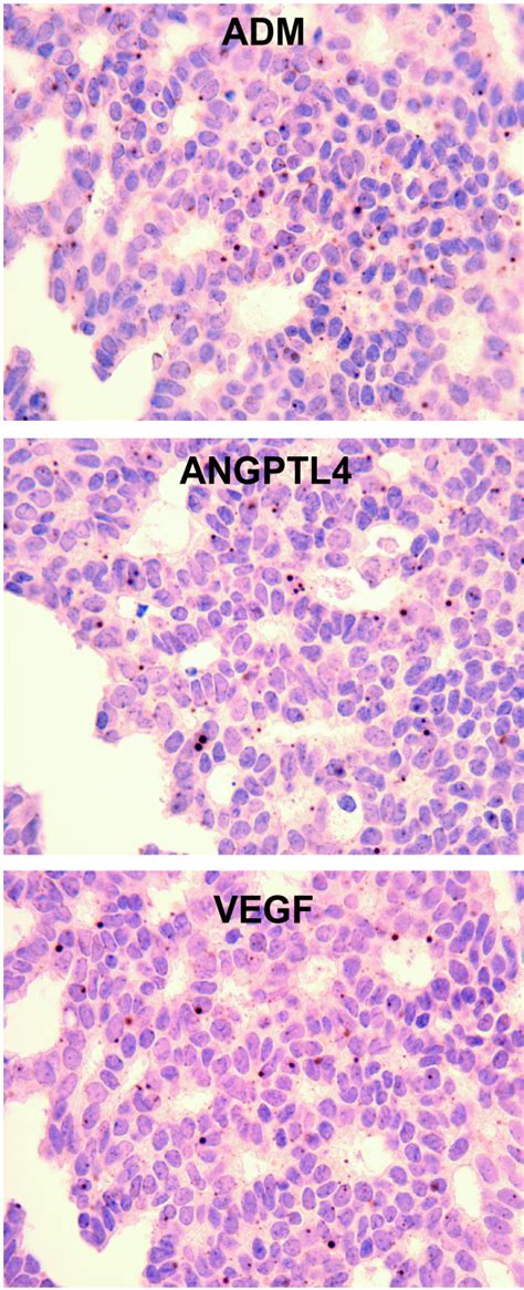 In Situ Hybridization In Situ Hybridization To Localize Gene Download Scientific Diagram