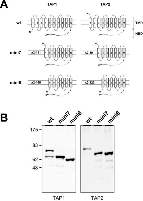expression of n terminally truncated tap complexes a schematic