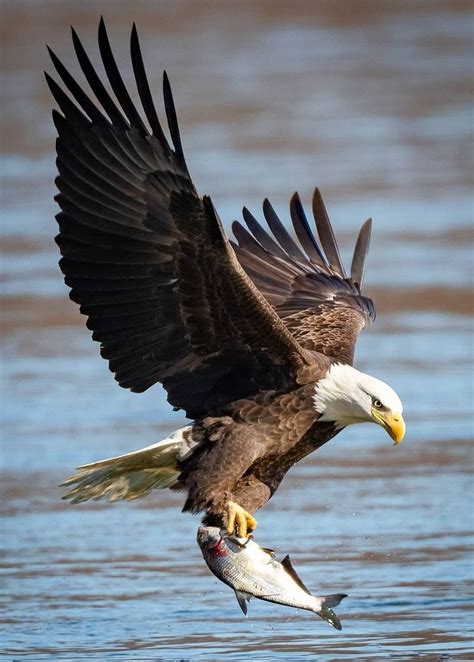 Bald Eagle Soaring Swift Eagle Flying Digital Download Nature Etsy Artofit
