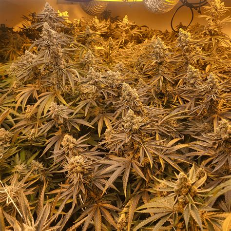 Rainbow Berries On Flex Mode R Cannabisgrowers