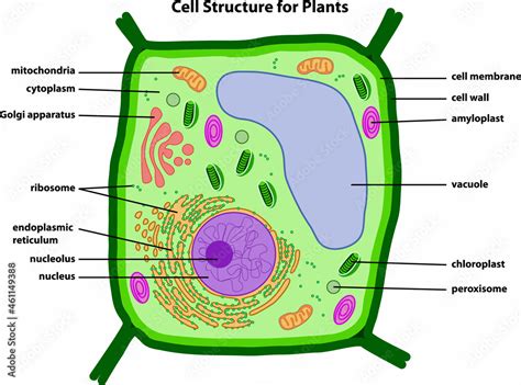 Amyloplast Biology Simple