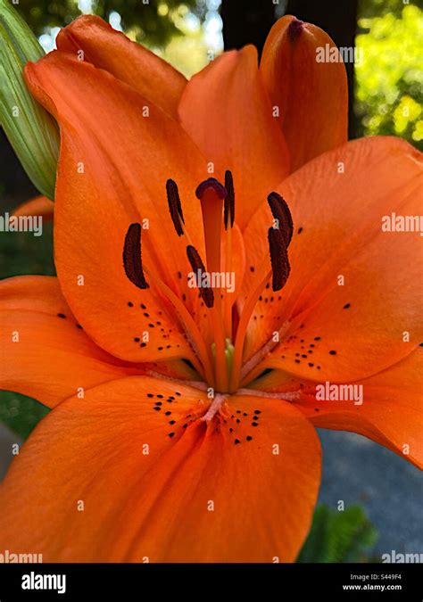 Orange Lily Blossom Detail Stock Photo Alamy