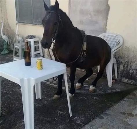 Top Memes De Caballo En Español Memedroid