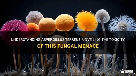 Understanding Aspergillus Terreus Unveiling The Toxicity Of This Fungal Menace Medshun