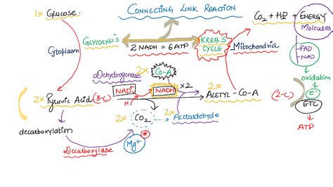 SOLUTION Krebs Cycle Notes Studypool