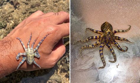 Blue Ringed Octopus Venom Symptoms