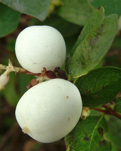 Shrubs With White Berries