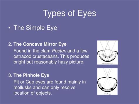 Ppt The Evolution Of The Eye Powerpoint Presentation Free