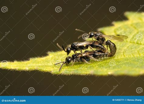 Bee S Reproduction Behavior Stock Image Image 5450771
