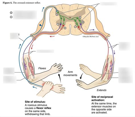 Extensor Reflex Diagram Quizlet