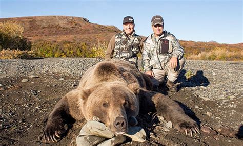 Guided Arctic Grizzly Bear Hunts Ak Dall Sheep Guides