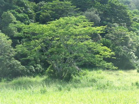 Complementary Plants Forestry Reforestationme