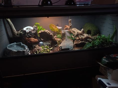 Ive Noticed Some Discoloration On My Bel Ball Python Scales Rreptiles