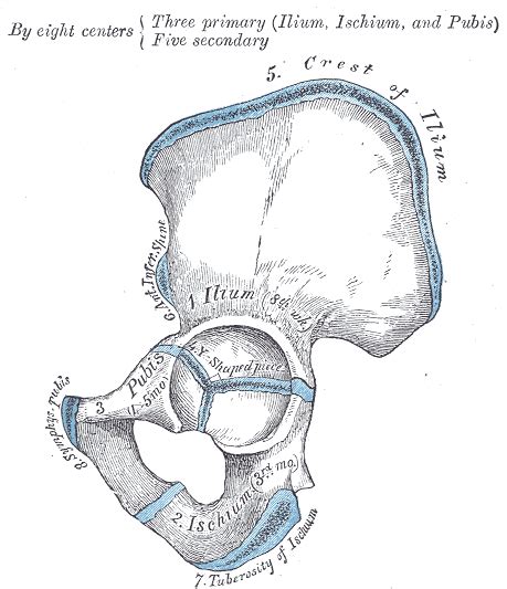 Tuberosidad Isquiática