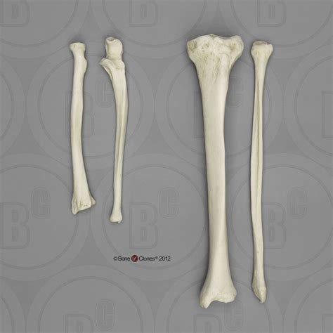 Comparative Set Radius Ulna Tibia Fibula Adult Male European Bone Clones Osteological