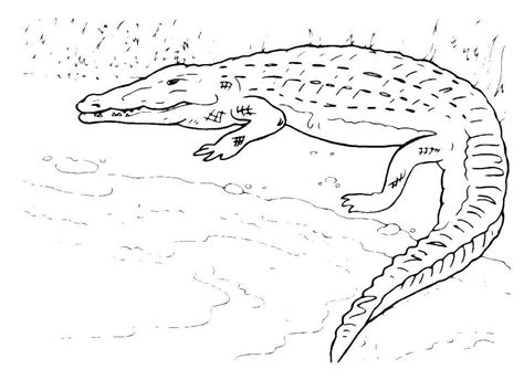 Online Coloring Pages Coloring Page Crocodile Near The Water Reptiles