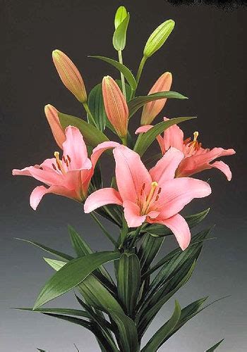 Лилии, как соперницы орхидеи