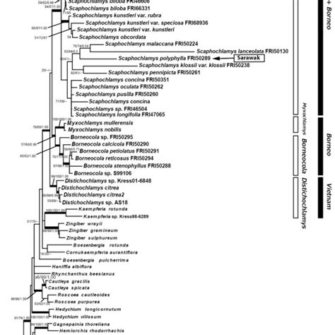 Molecular Phylogenetic Analysis Of The Its Sequence Data By The Maximum Molecular Phylogenetic Analysis Of The Its Sequence Data By The Maximum