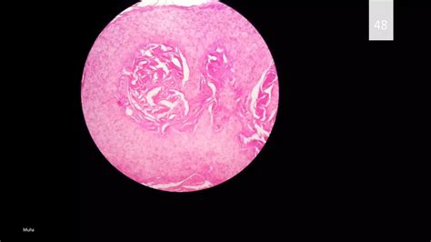 Mbbs Part 2 Histology Slides Labelled Pptx