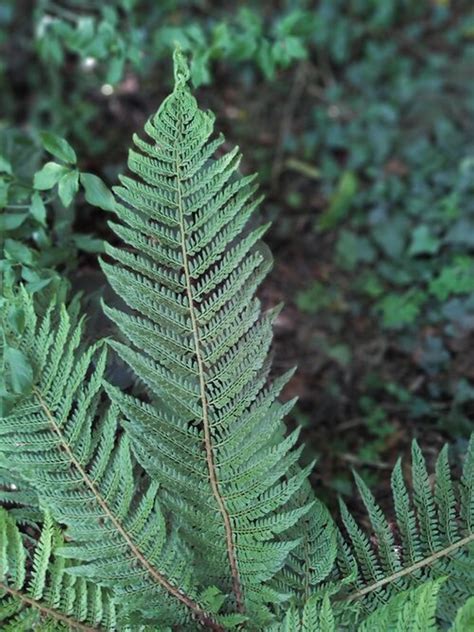 Polystichum Setiferum Pulcherrimum Bevis 2 Litre