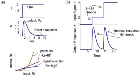 Input Output Relationships Of Sensory Systems Can Be Described By A Download Scientific Diagram