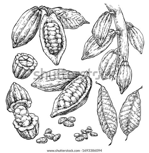 Cocoa Beans Hand Draw Vector Set Stock Vector Royalty Free 1693386094 Shutterstock