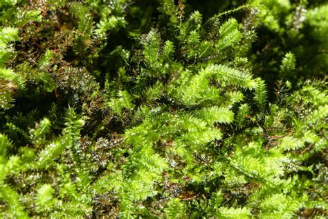 Moss Trees That Grow In Confined Spaces Stock Image Image Of Botanical Bright 198298217