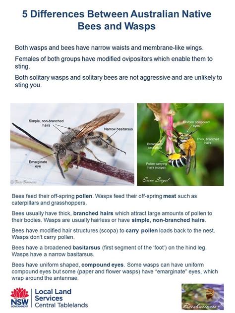 A Flyer With Different Types Of Bees And Waspss In The Text Differences Between Australian
