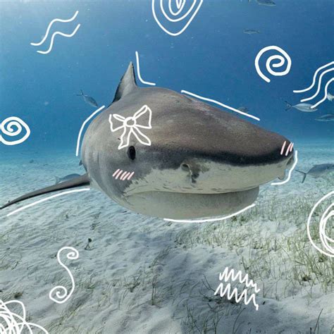 Shark Pfp