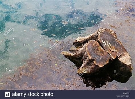 Cut Tree Roots In The Water Stock Photo Alamy