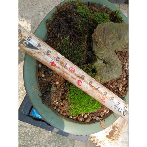 老粗頭老盆養多年日本小葉梔子花1造型漂亮小品盆栽，便宜賣1800元超商優惠免運好種植喜歡半日照以上的環境開單瓣花會結果實 蝦皮購物