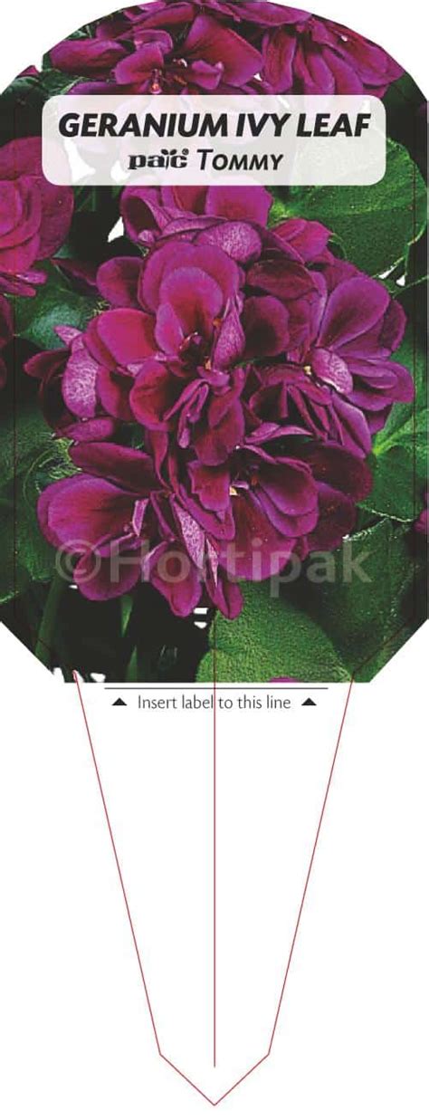 Geranium Ivy Leaf Tommy Plant Labels Hortipak