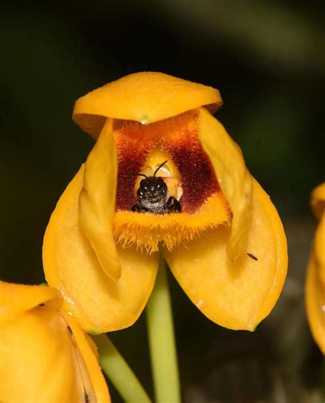 学者发现采油蜂与石斛属兰花的多维互惠传粉系统—新闻—科学网