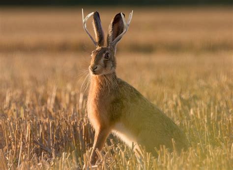 The Other Side Blog Monstrous Monday The Jackalope