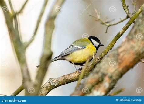 Great Tit Or Yellow Bellied Tit Bird Stock Image Image Of Birdlife