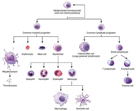 Acute Myeloid Leukaemia Aml Geeky Medics