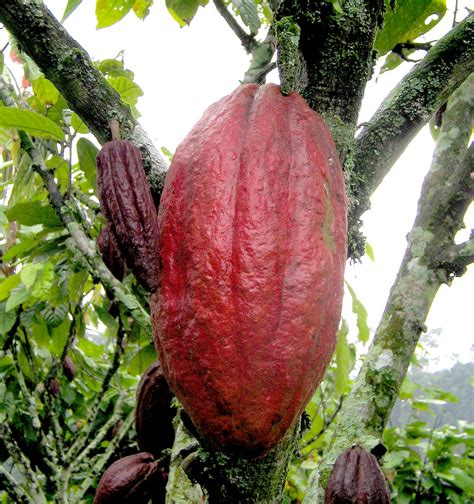 Cocoa
