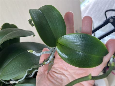 Орхідея бронзовий будда 150 грн Кімнатні рослини Біла Церква на Olx